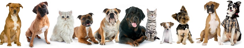 Dog Breed prediction by Machine Learning